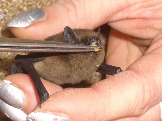 Willkommen bei Petra Kipper, Referentin für Tier- und Naturschutz